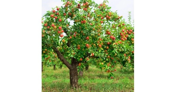 Ingrasamant foliar DeepGreen pentru Plante Decorative, Pomi Fructiferi ...