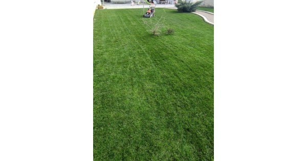 Seminte Gazon soare/seceta Maciste 1kg - PentruGazon.ro