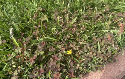 PentruGazon.ro - Ingrasaminte, Seminte gazon, Roboti pentru gazon